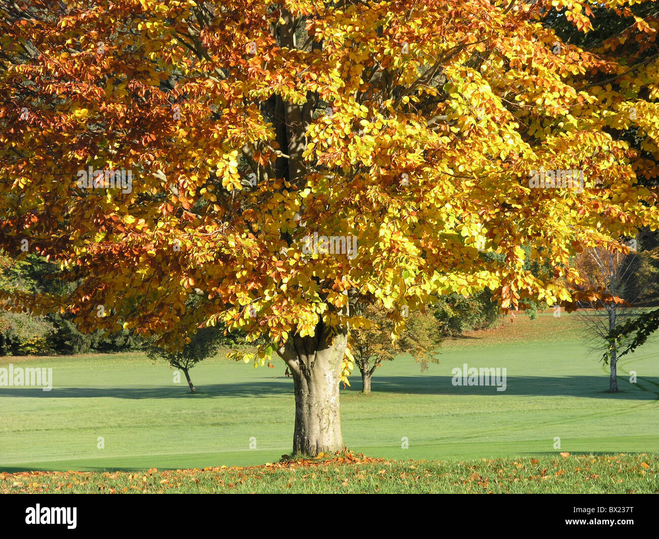 Autumn fields meadows scenery landscape tree trees Stock Photo - Alamy