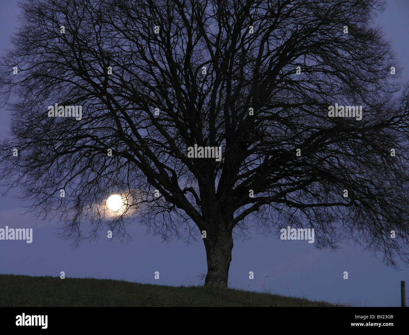 at night bald dusk full moon moon night scenery landscape sky Tree ...