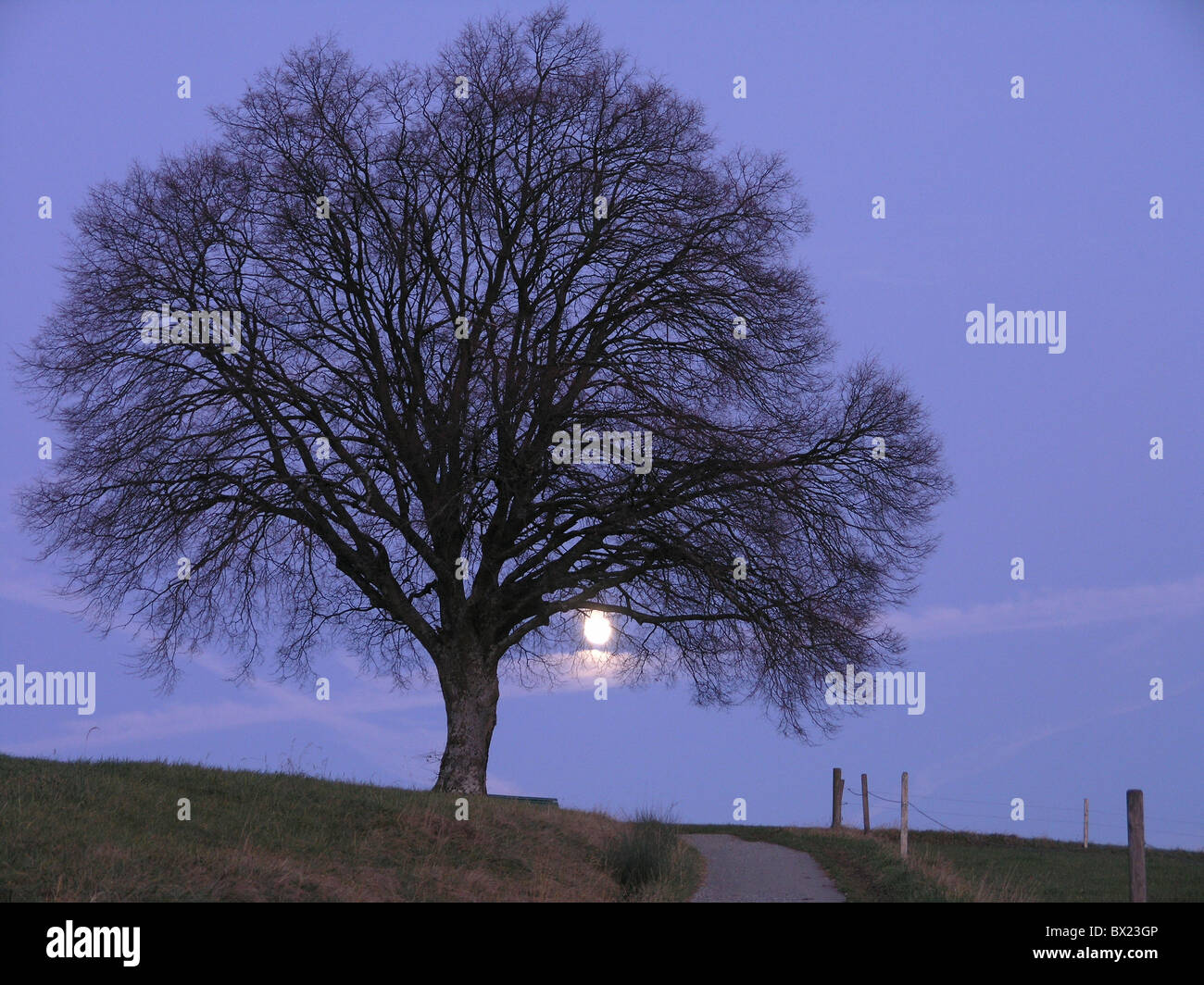 at night bald dusk full moon moon night scenery landscape sky Tree ...
