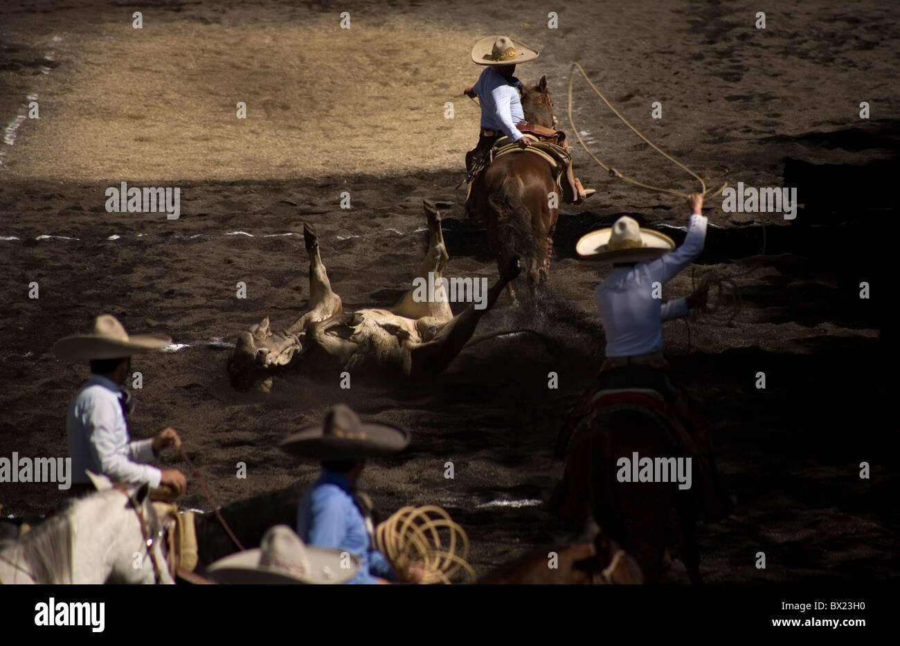 A Mexican Charro watches a cow fall after pulling it down by his tale ...