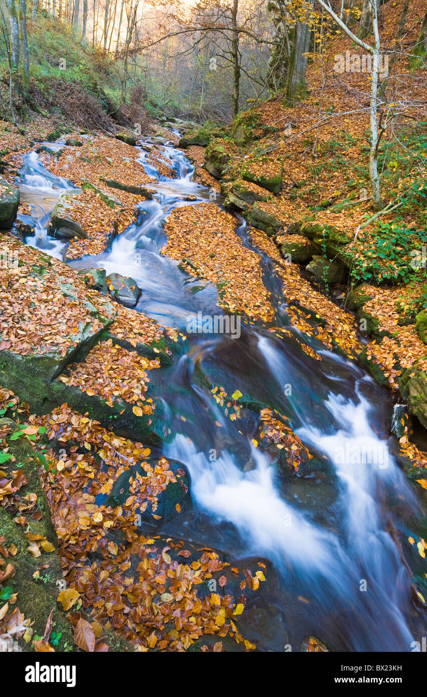 Shallow forest stream hi-res stock photography and images - Alamy