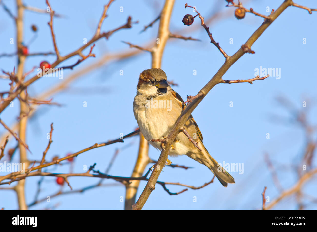 Adult female sparrow hi-res stock photography and images - Alamy