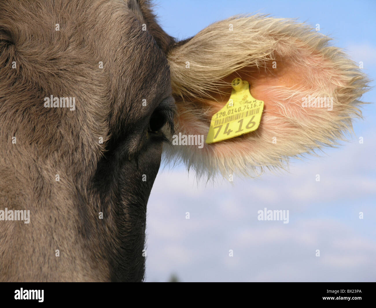 Agriculture animal animals livestock brown livestock cattle cow cows ...