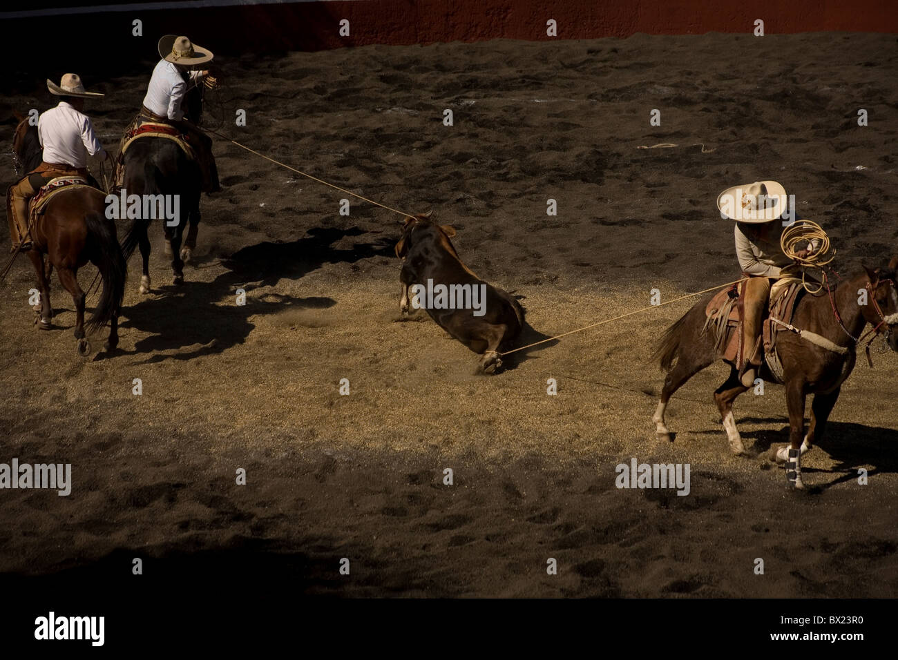 Lassoing hi-res stock photography and images - Alamy