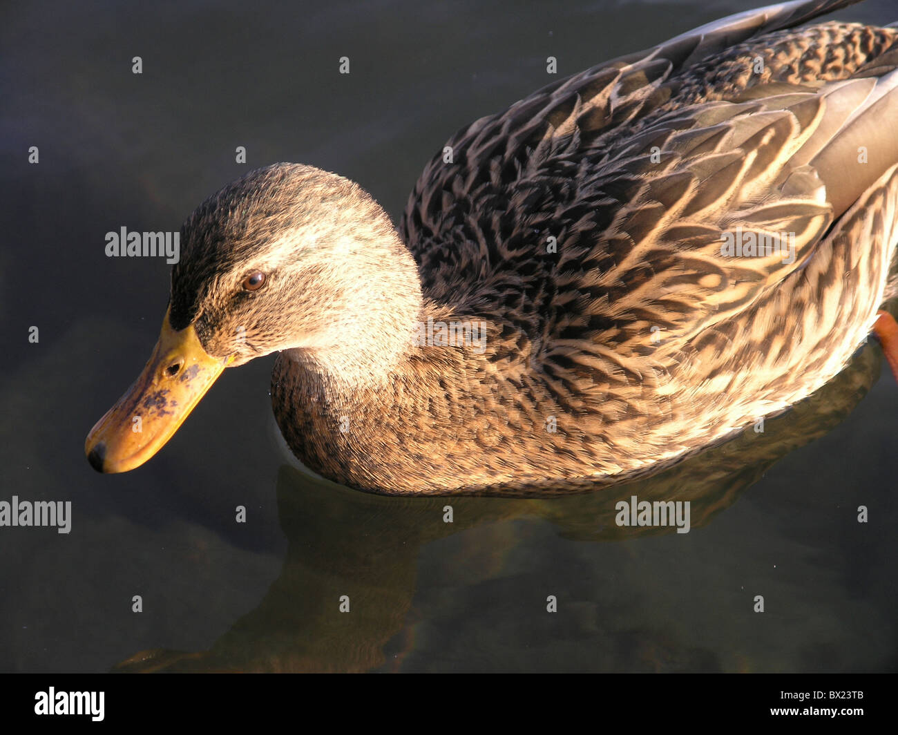 Aquatic birds hi-res stock photography and images - Alamy