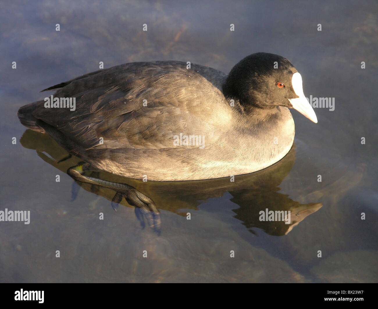 Aquatic birds hi-res stock photography and images - Alamy