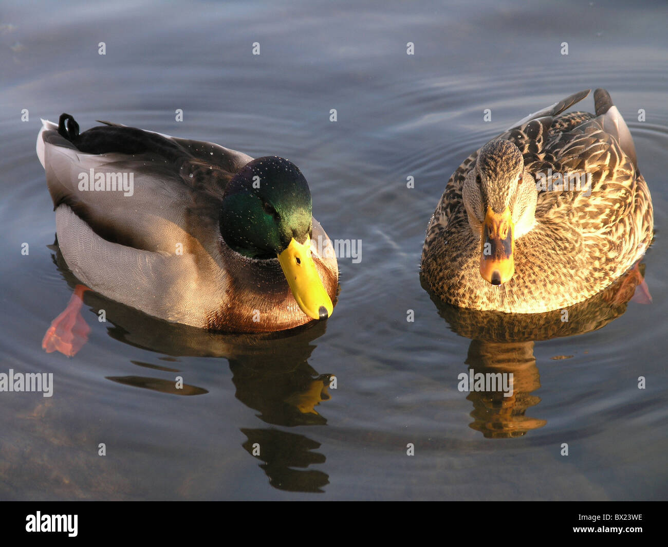 animal animals aquatic birds bird birds couple duck ducks drake male ...