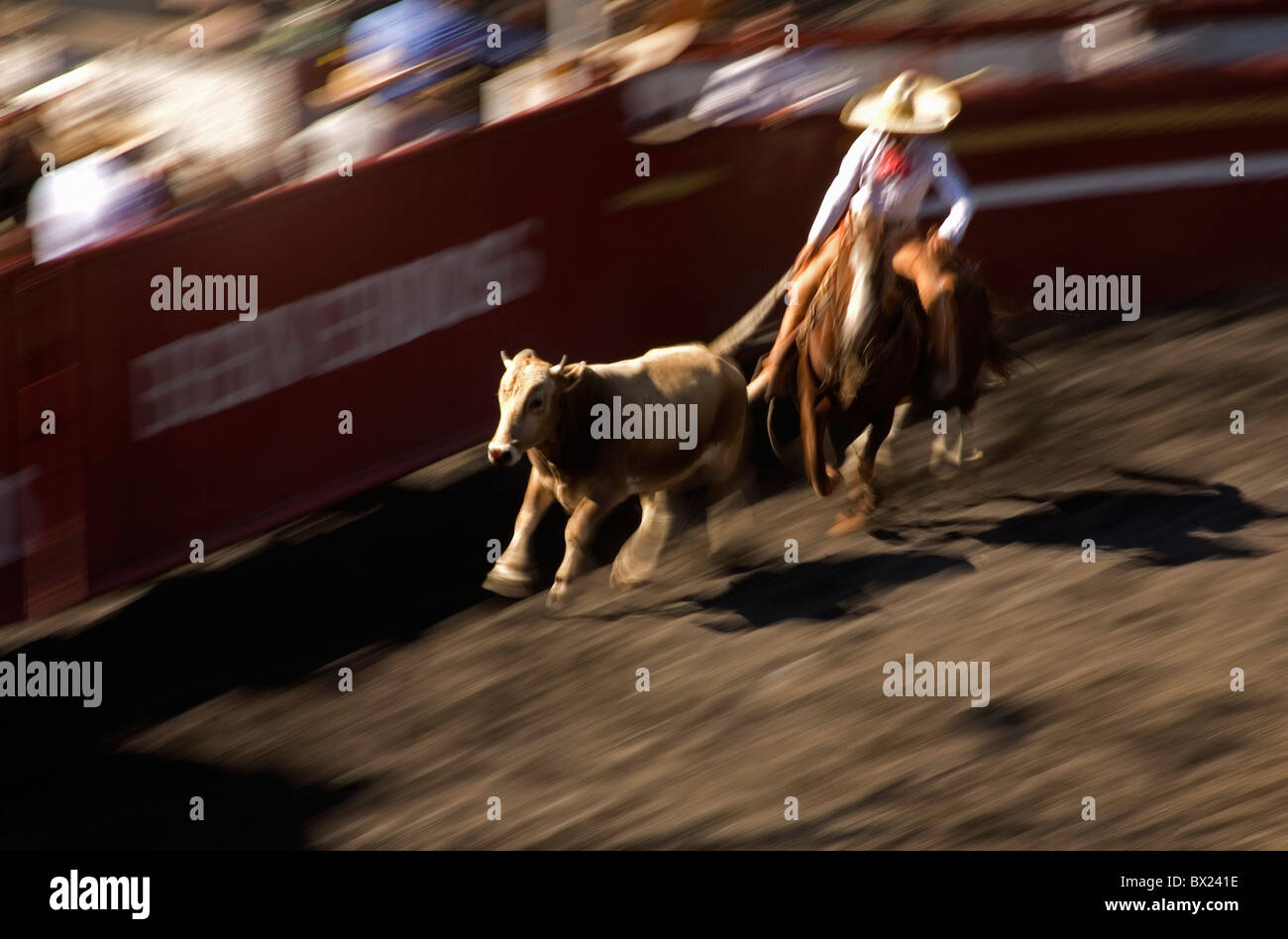 A Mexican Charro holds a bull by his tale as he gallops during a ...