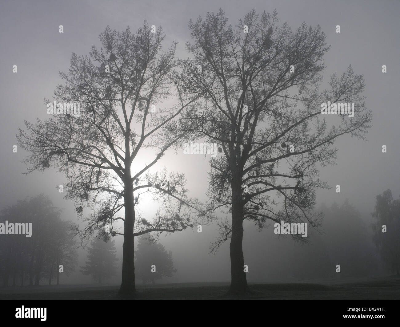 Fog mood scenery landscape silhouettes trees Switzerland Europe Stock ...