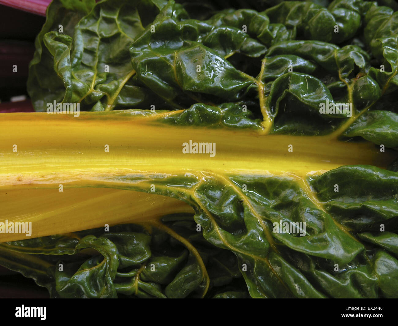 chard cooking cuisine detail food spinach beet kitchen leafy vegetables ...