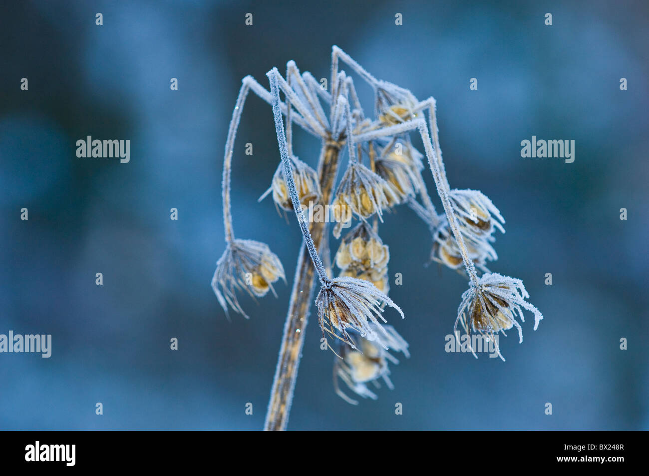 Frozen seed pods Stock Photo - Alamy