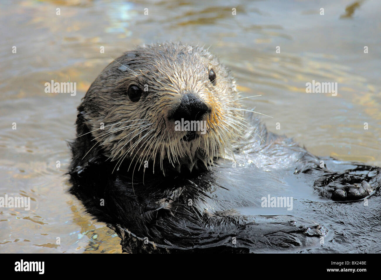 sea otters sea vipers Enhydra lutris swimming swimming back water ...