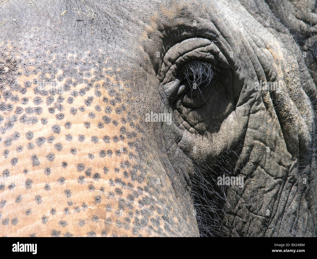 animal animals detail elephant eye Stock Photo - Alamy