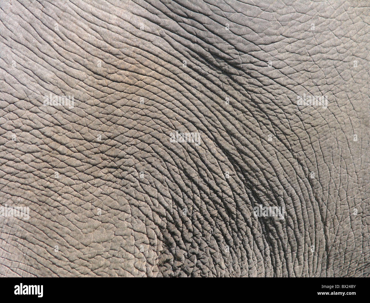 animal animals detail elephant gray skin structure Stock Photo - Alamy