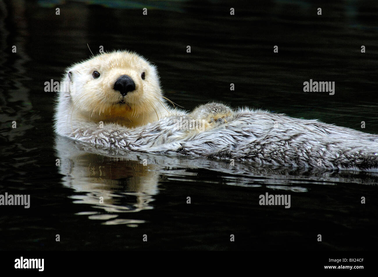 sea otters sea vipers Enhydra lutris swimming swimming back water ...