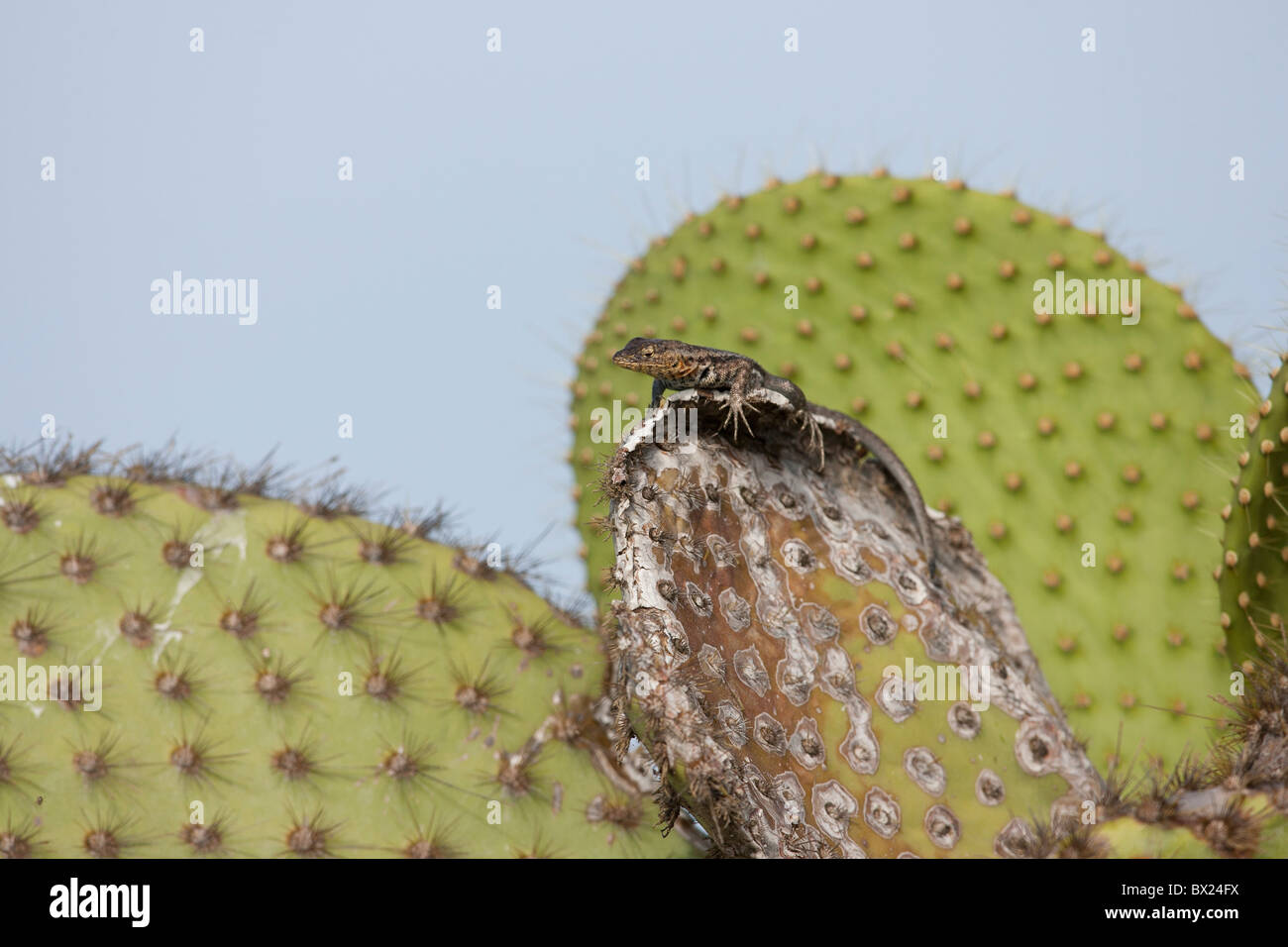 Lava lizard cactus hi-res stock photography and images - Alamy