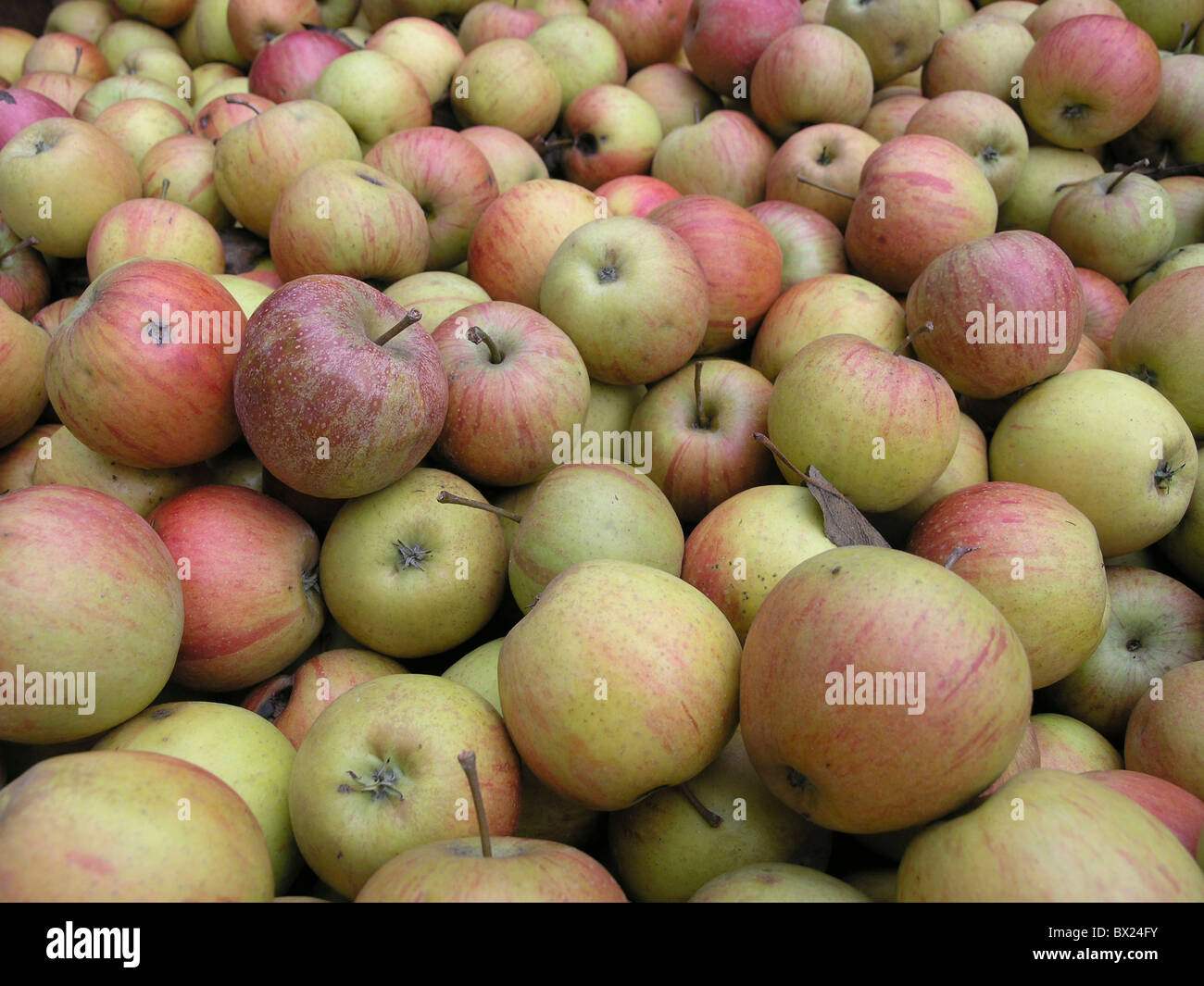 agriculture apple apples food fruit pile several trade Stock Photo - Alamy