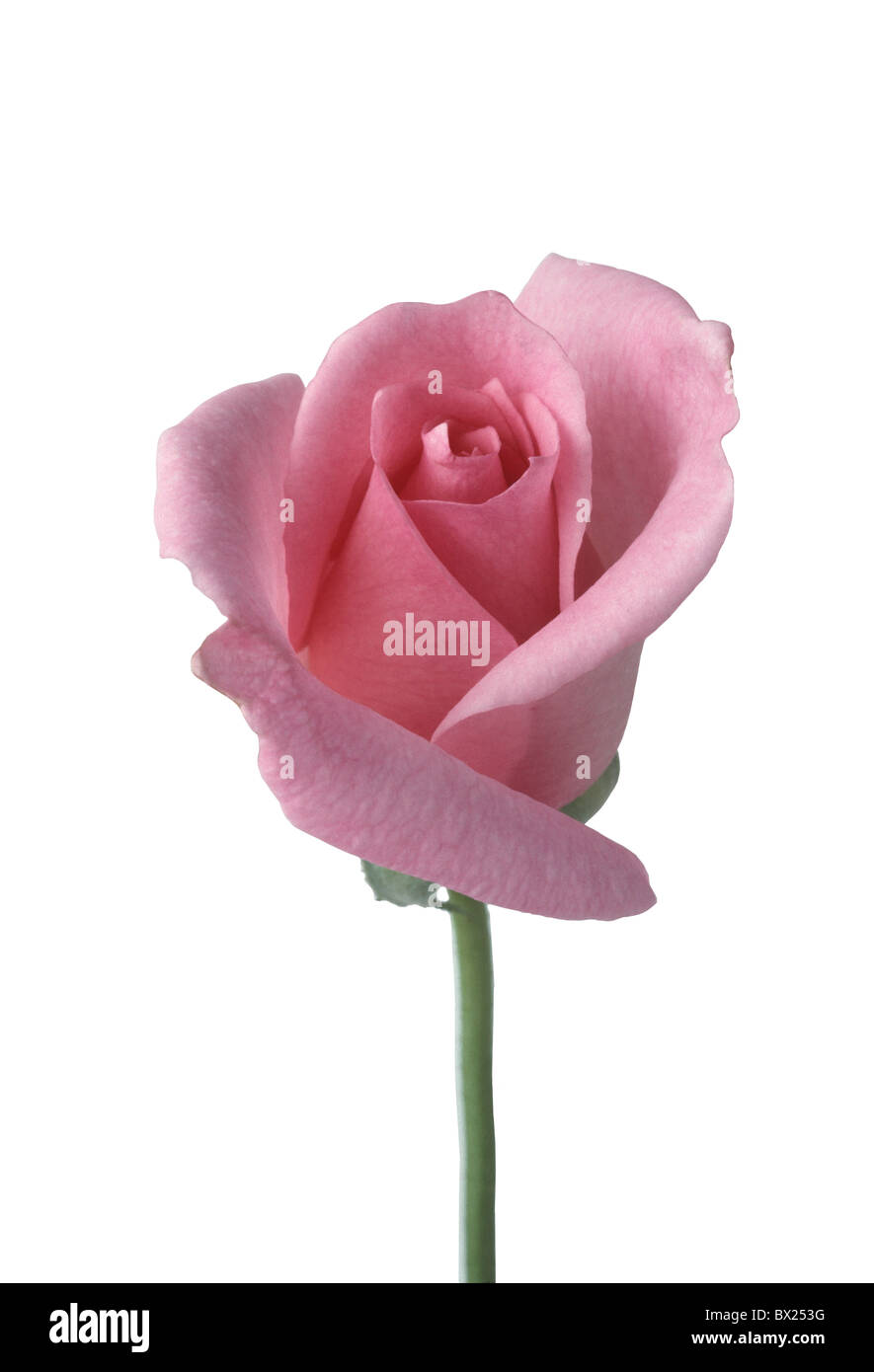 Single pink rose against white background Stock Photo - Alamy