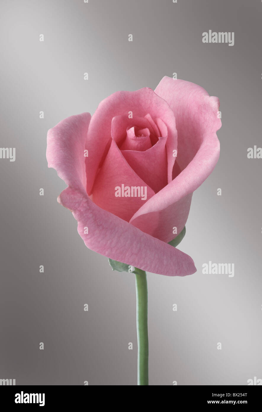 Single pink rose against gray gradated background Stock Photo - Alamy