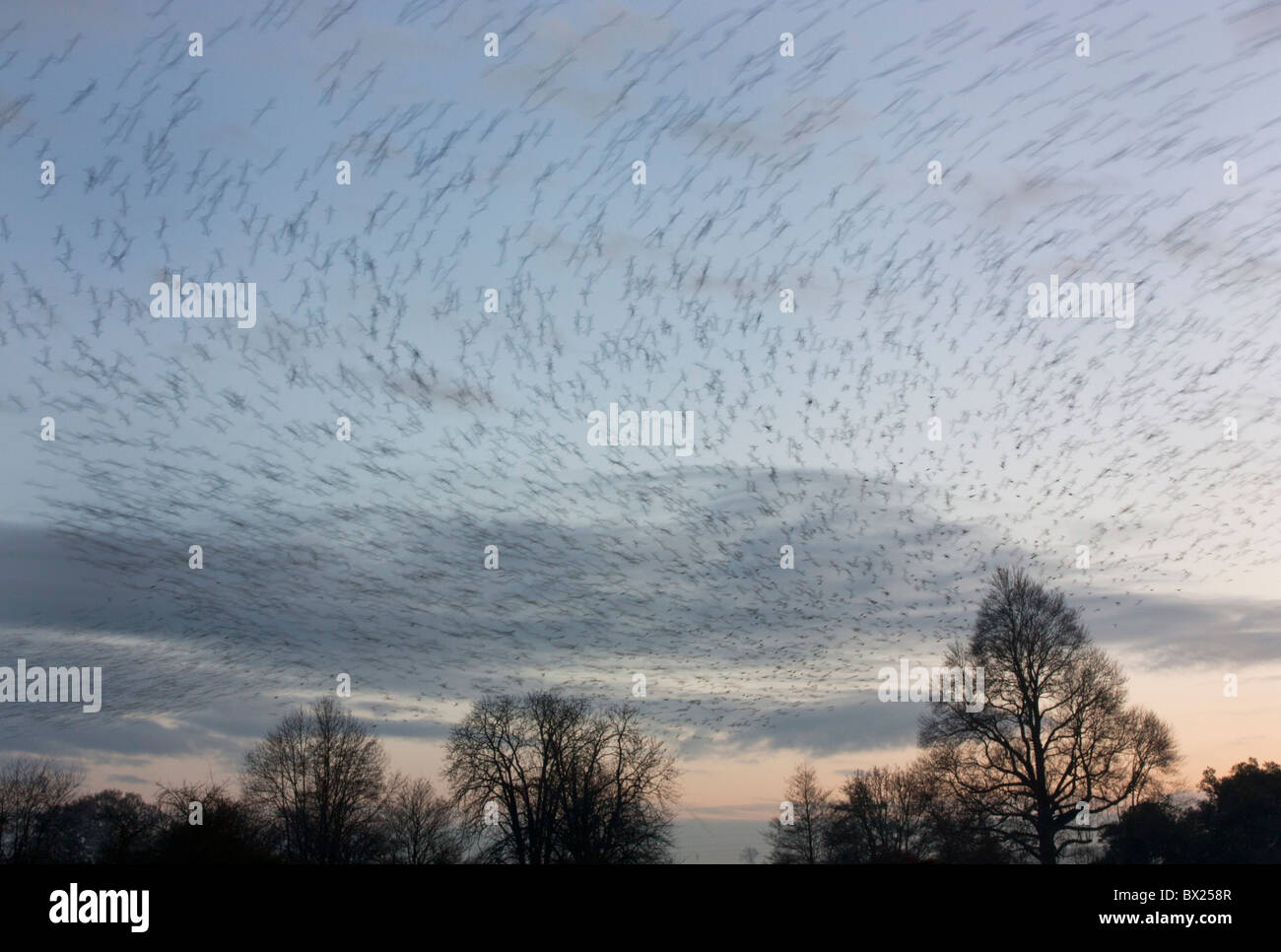 Birds flying evening roost hi-res stock photography and images - Alamy