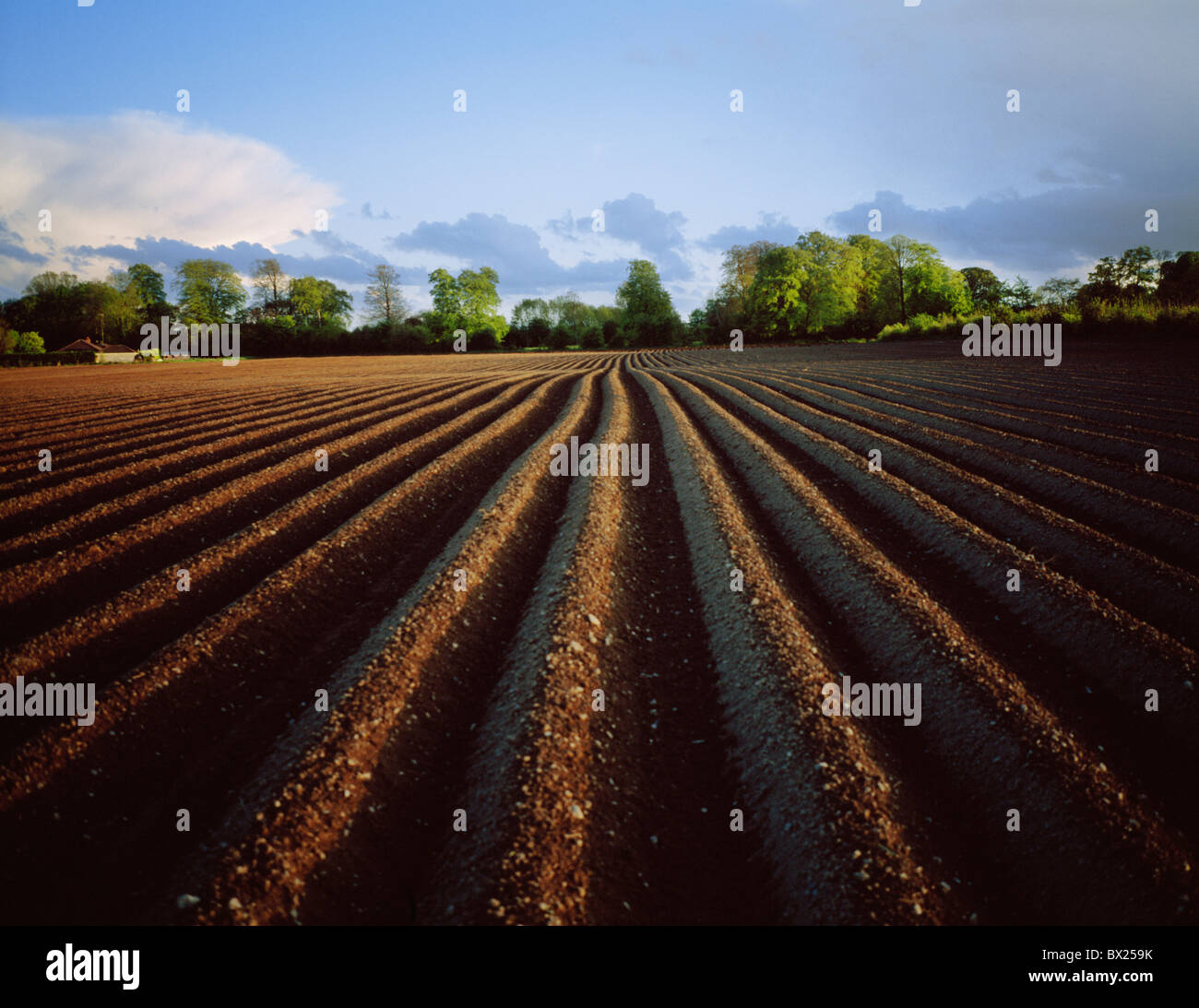 Potato field ireland hi-res stock photography and images - Alamy Potato field ireland hi-res stock photography and images - Alamy
