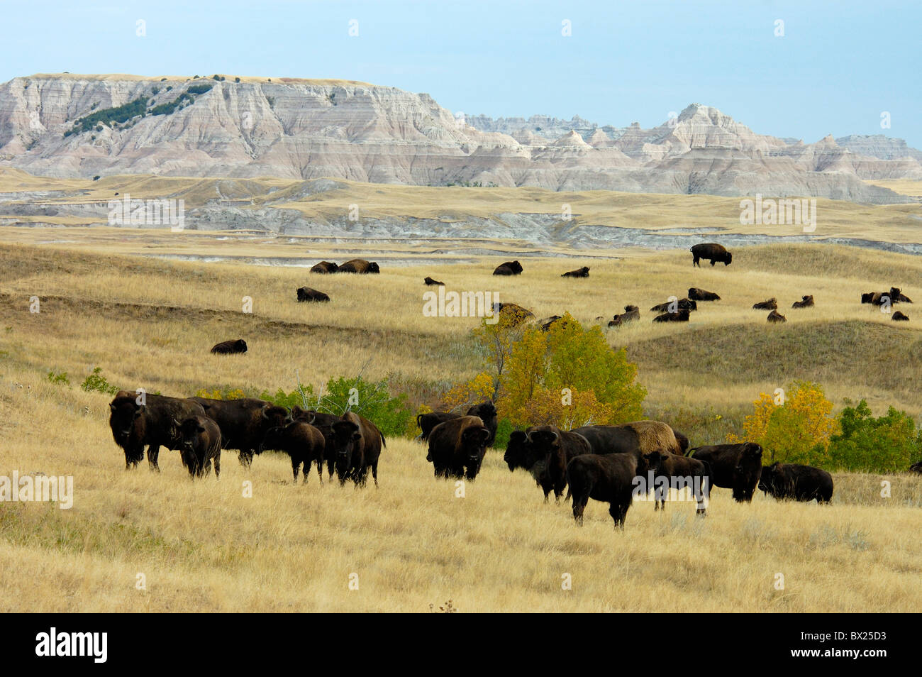 American bison bison bison herd scenery landscape prairie plains Sage ...