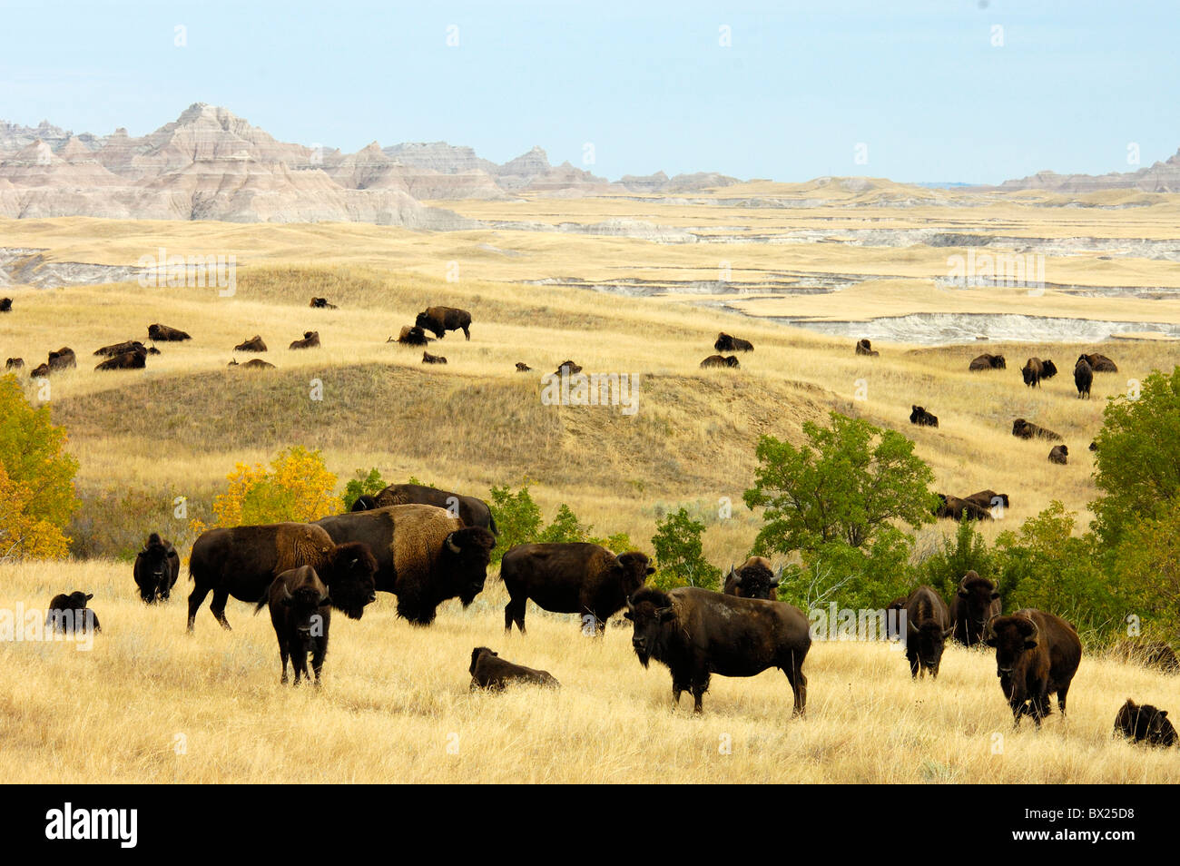 American bison bison bison herd scenery landscape prairie plains Sage ...