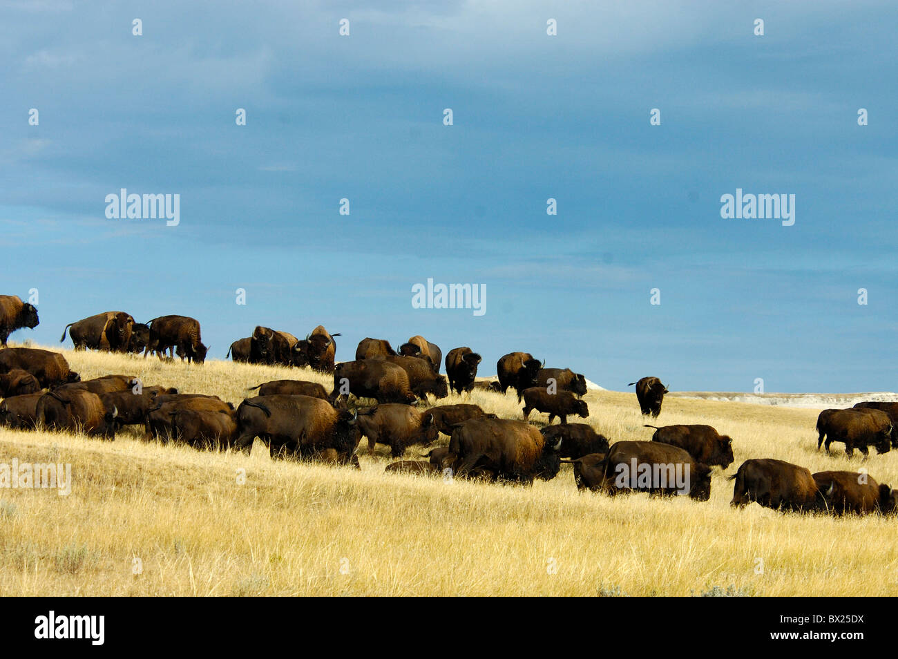 American bison bison bison herd scenery landscape prairie plains Sage ...