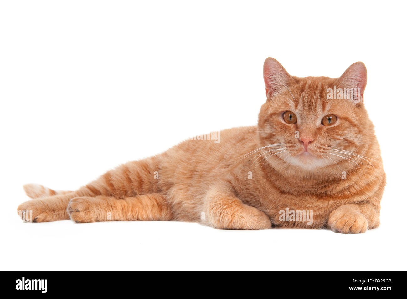 Cat relax rest Cut Out Stock Images & Pictures - Alamy