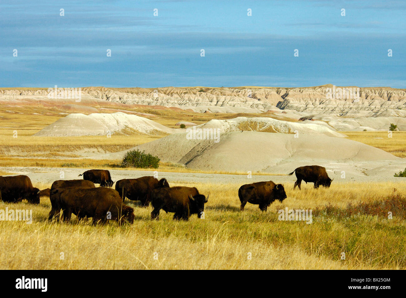 American bison bison bison herd scenery landscape prairie plains Sage ...