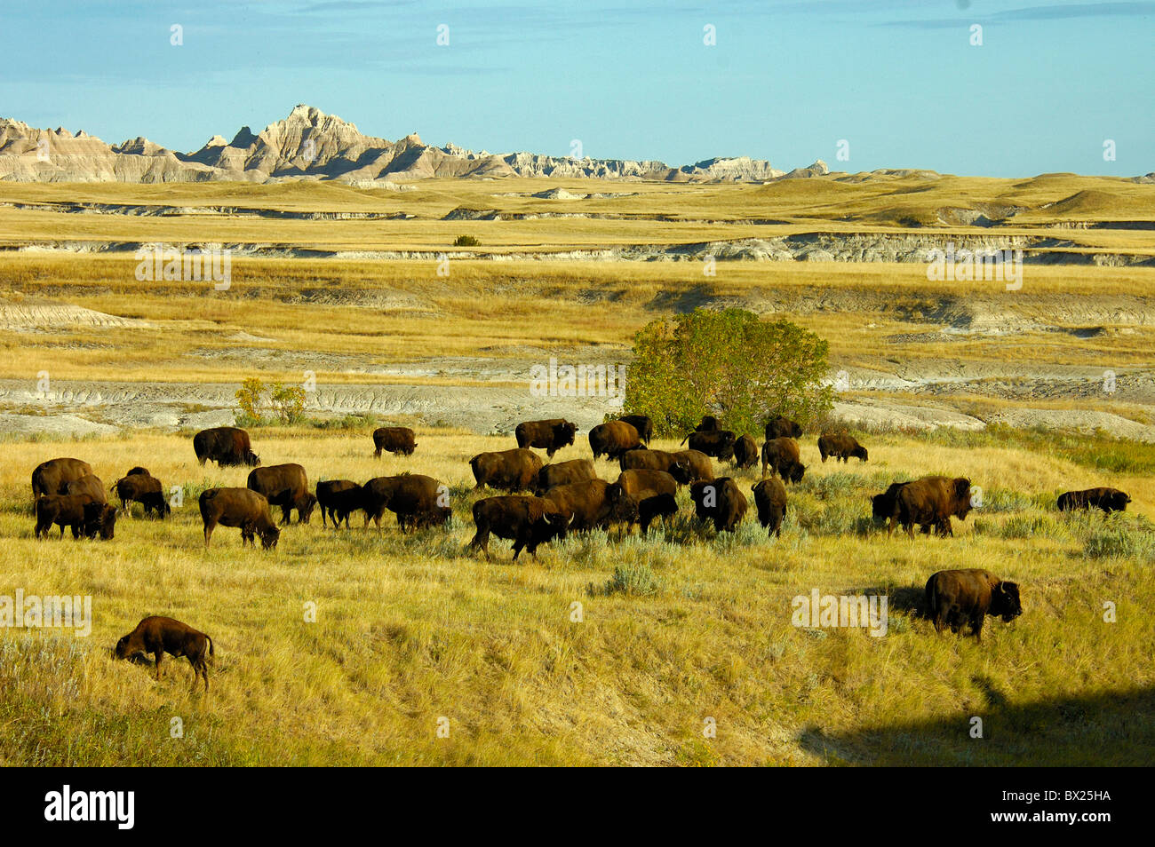 American bison bison bison herd scenery landscape prairie plains Sage ...