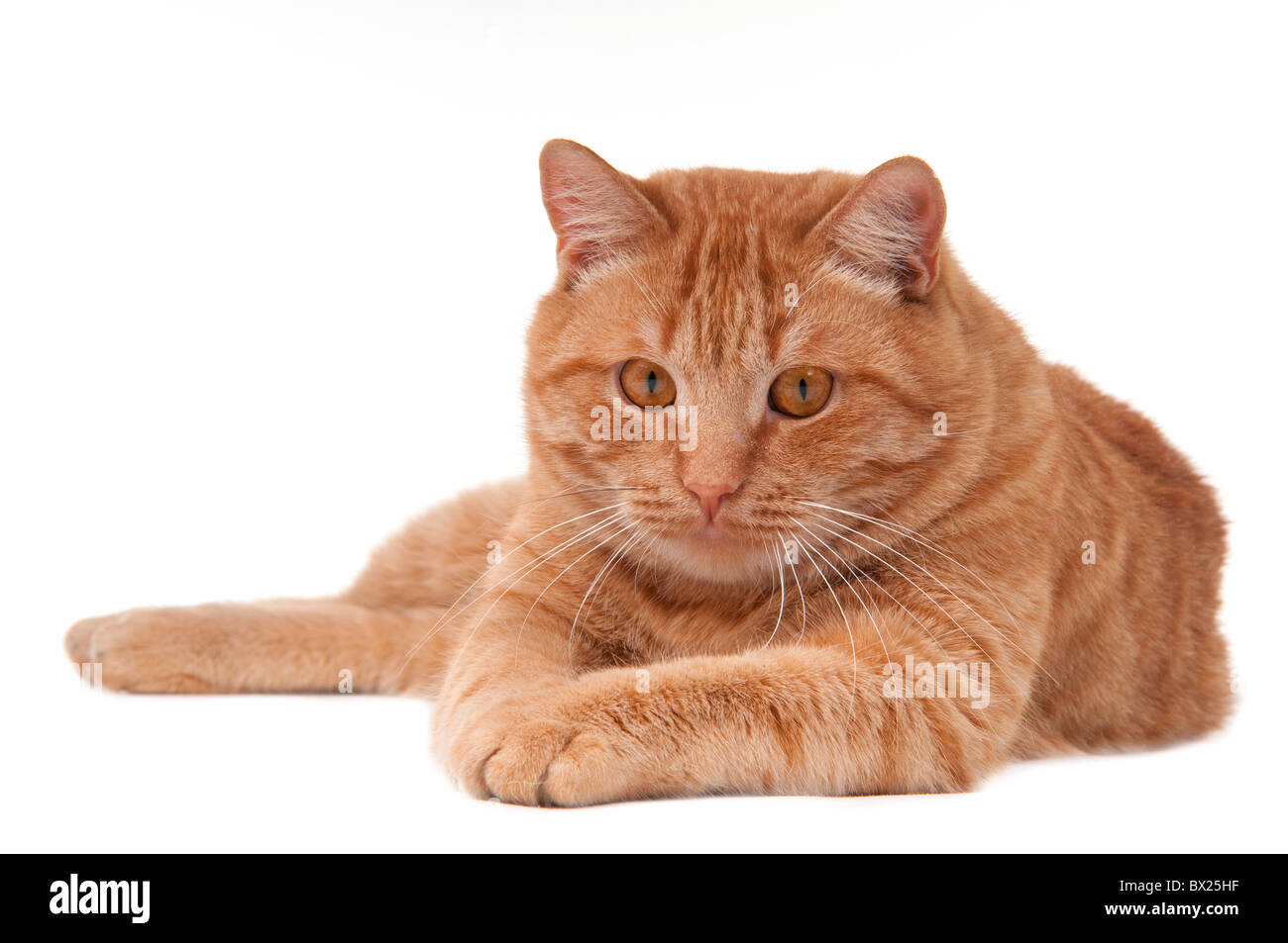Portrait red cat lying Cut Out Stock Images & Pictures - Alamy