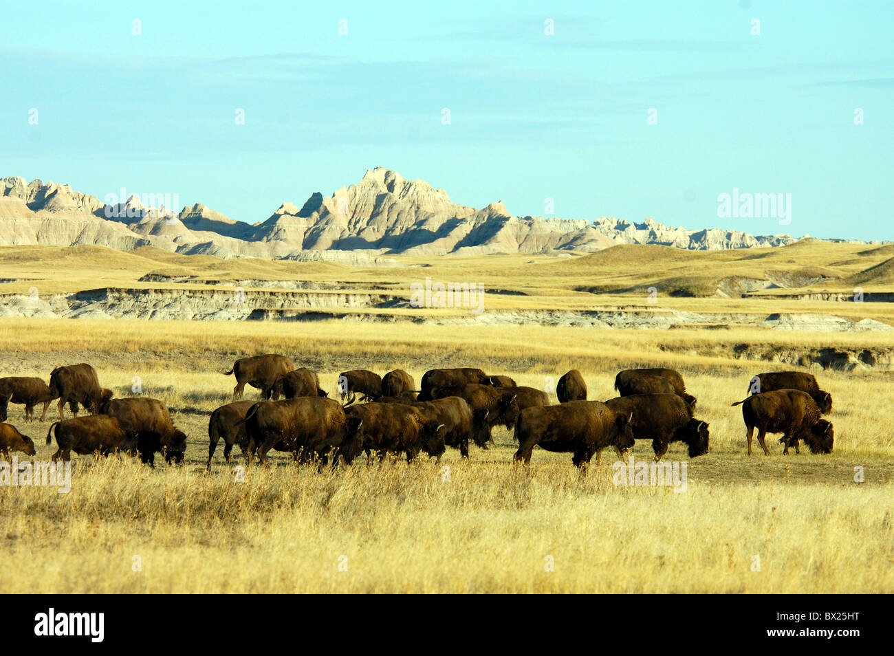 American bison bison bison herd scenery landscape prairie plains Sage ...