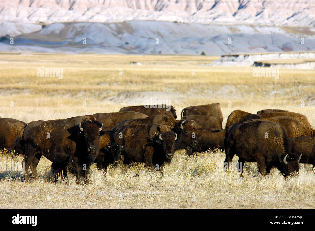 American bison bison bison herd scenery landscape prairie plains Sage ...