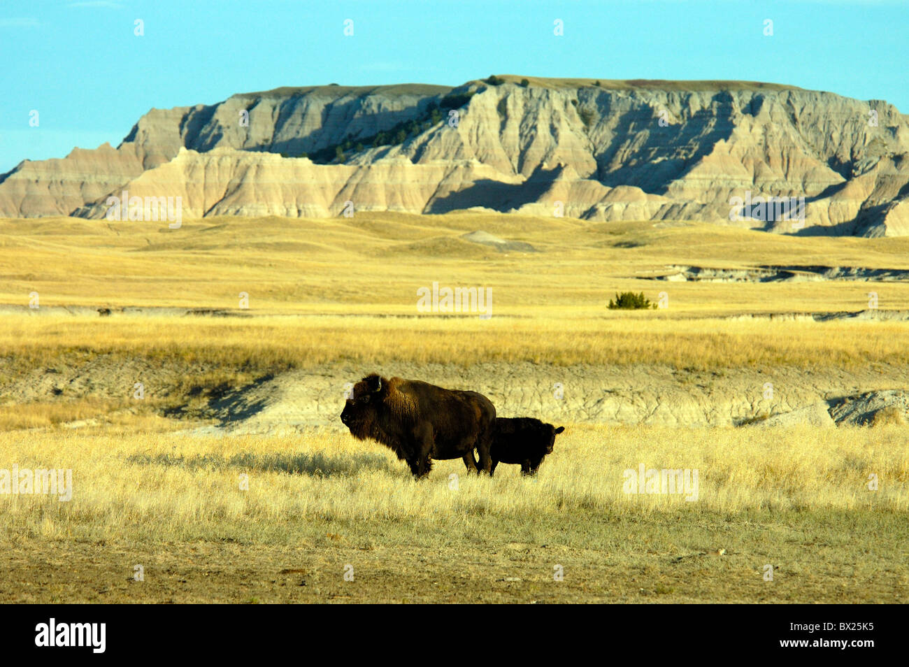 American bison bison bison young animal dam cow calf scenery landscape ...