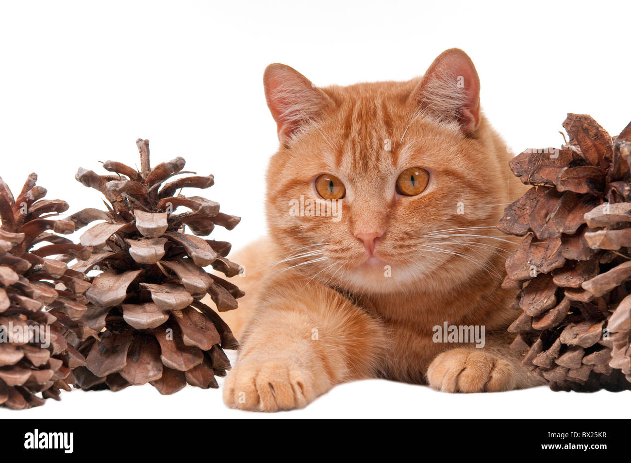 Alerted cat hi-res stock photography and images - Alamy