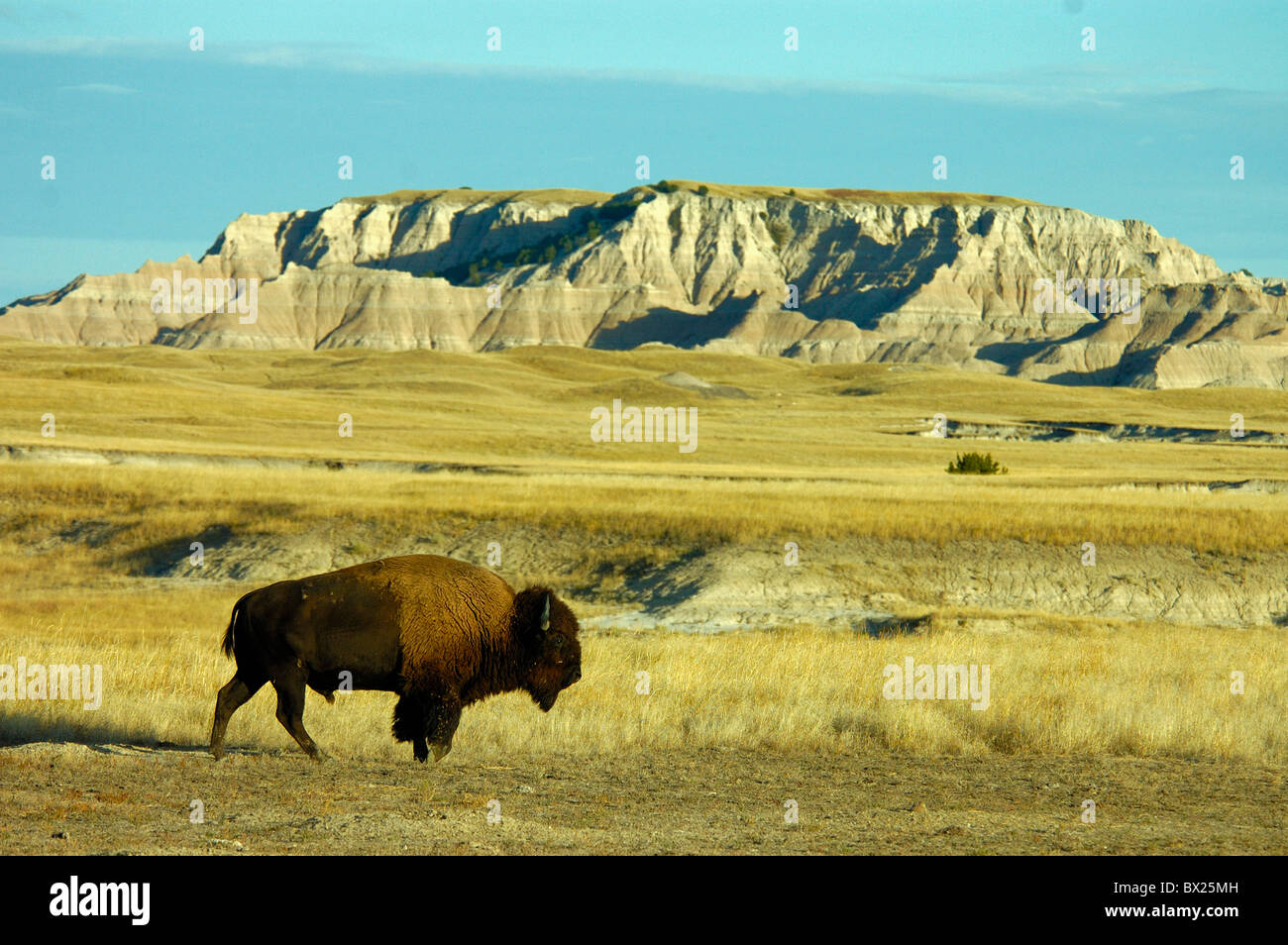 American bison bison bison individual scenery landscape prairie plains ...