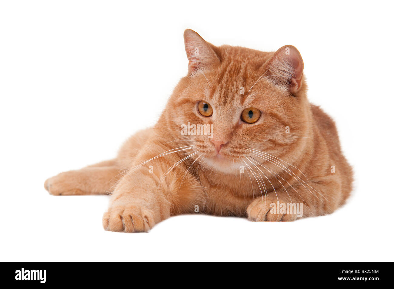Playful cat with its paw stretching forward Stock Photo - Alamy