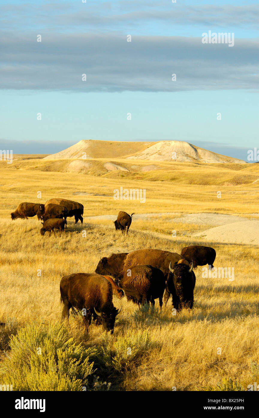 10816850 hi-res stock photography and images - Alamy