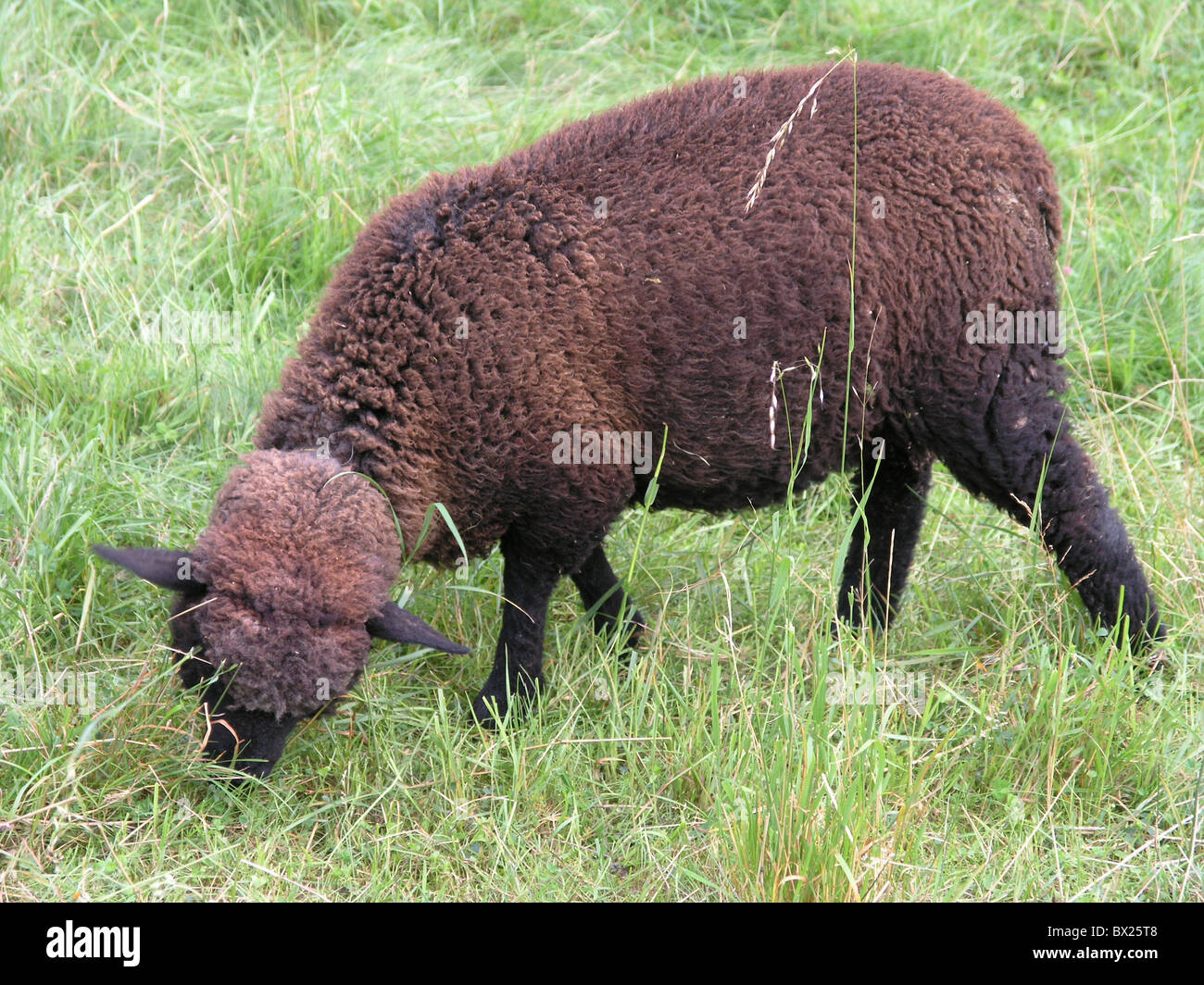 Animal Animals Benefit animal Brown Color Colour Darkly Eating Grass ...