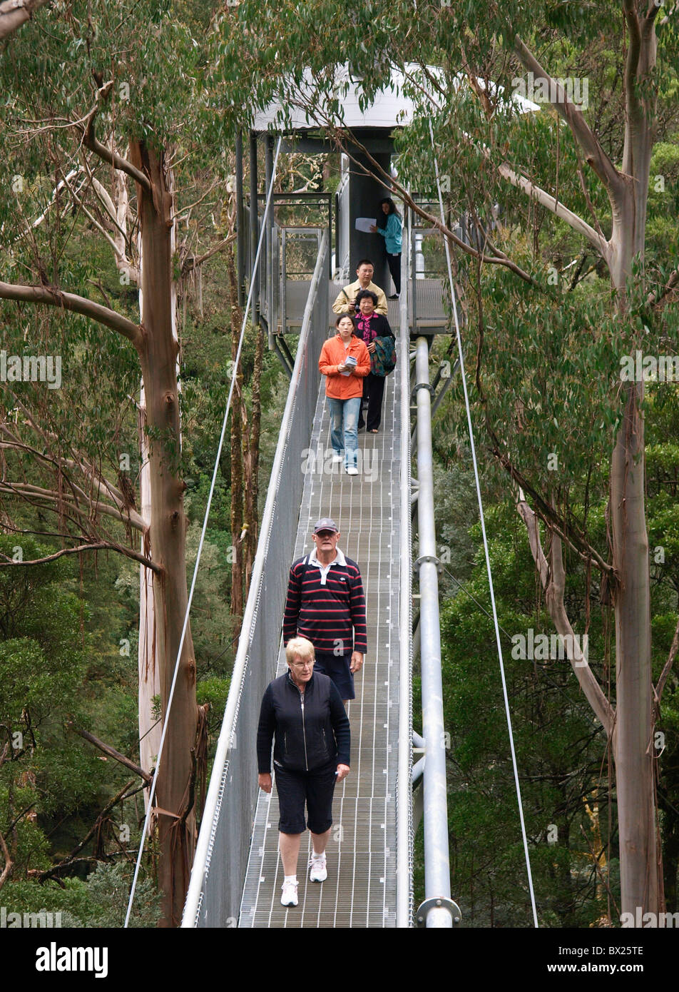 TOURISTS ON WALKWAY AND STAIRS OF THE OTWAY FLY TREETOP ADVENTURE ...