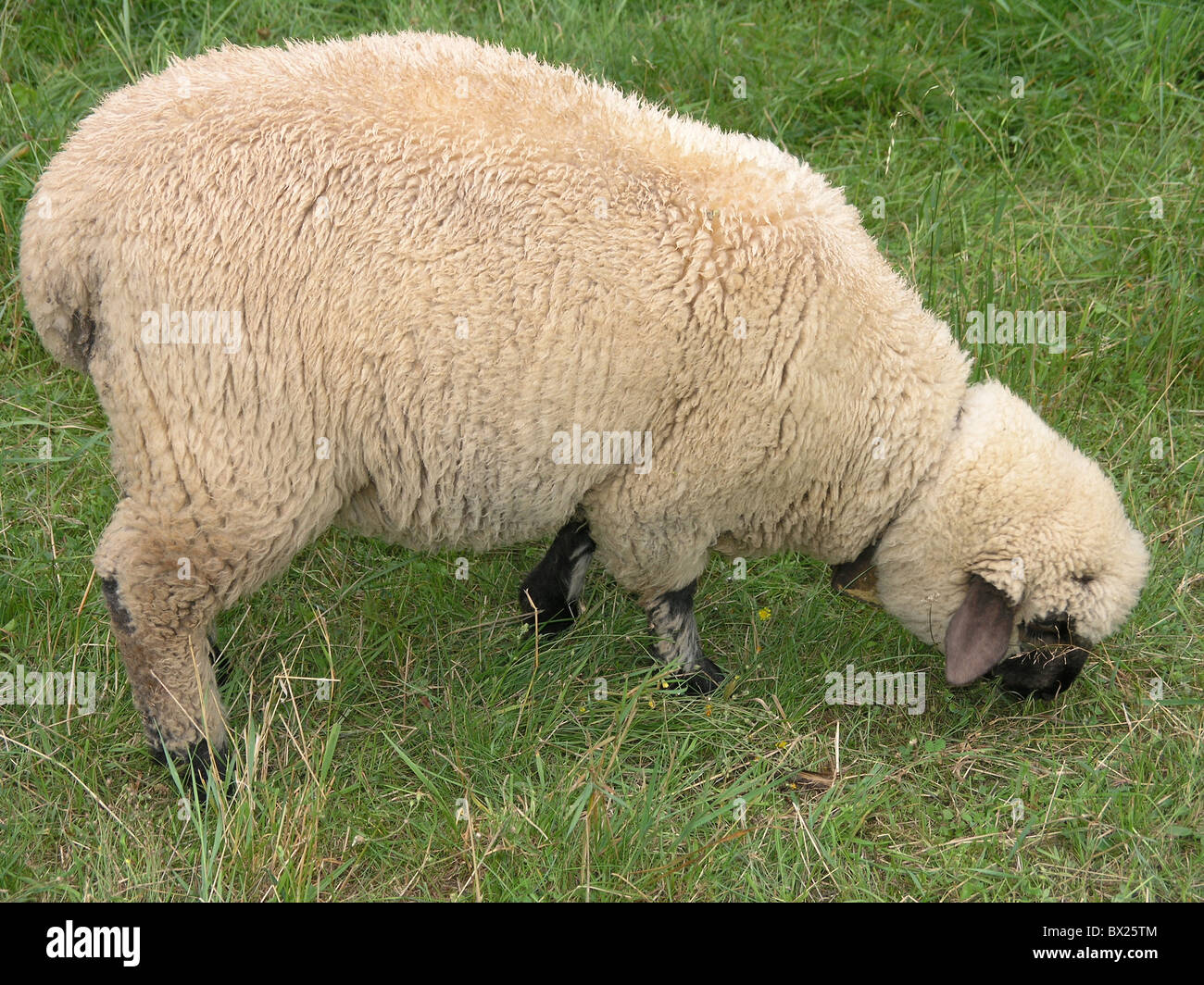 Animal Animals Benefit animal bright Color Colour Eating Grass ...