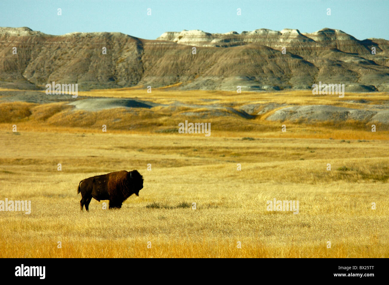 American bison bison bison individual scenery landscape prairie plains ...