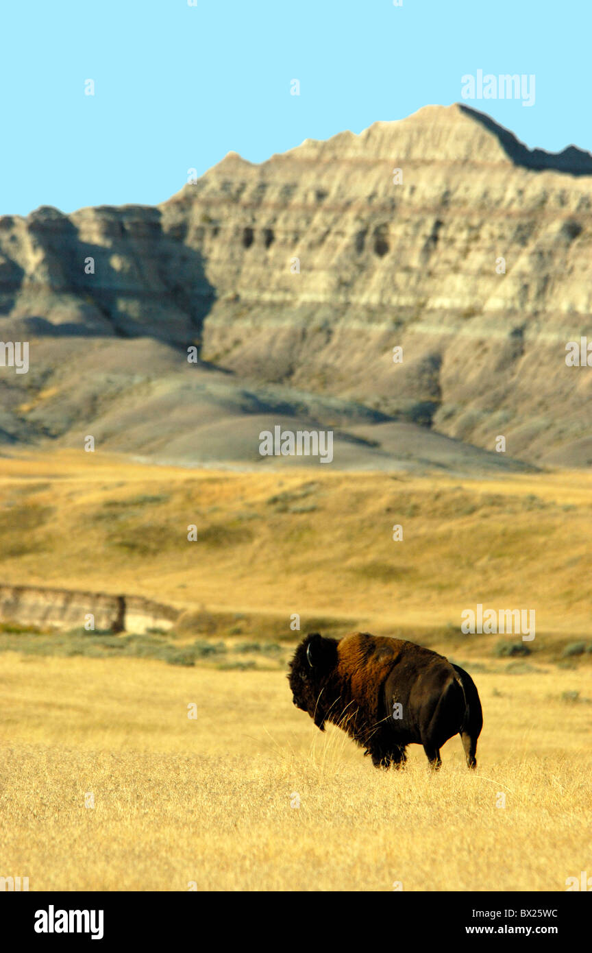 American bison bison bison individual scenery landscape prairie plains ...