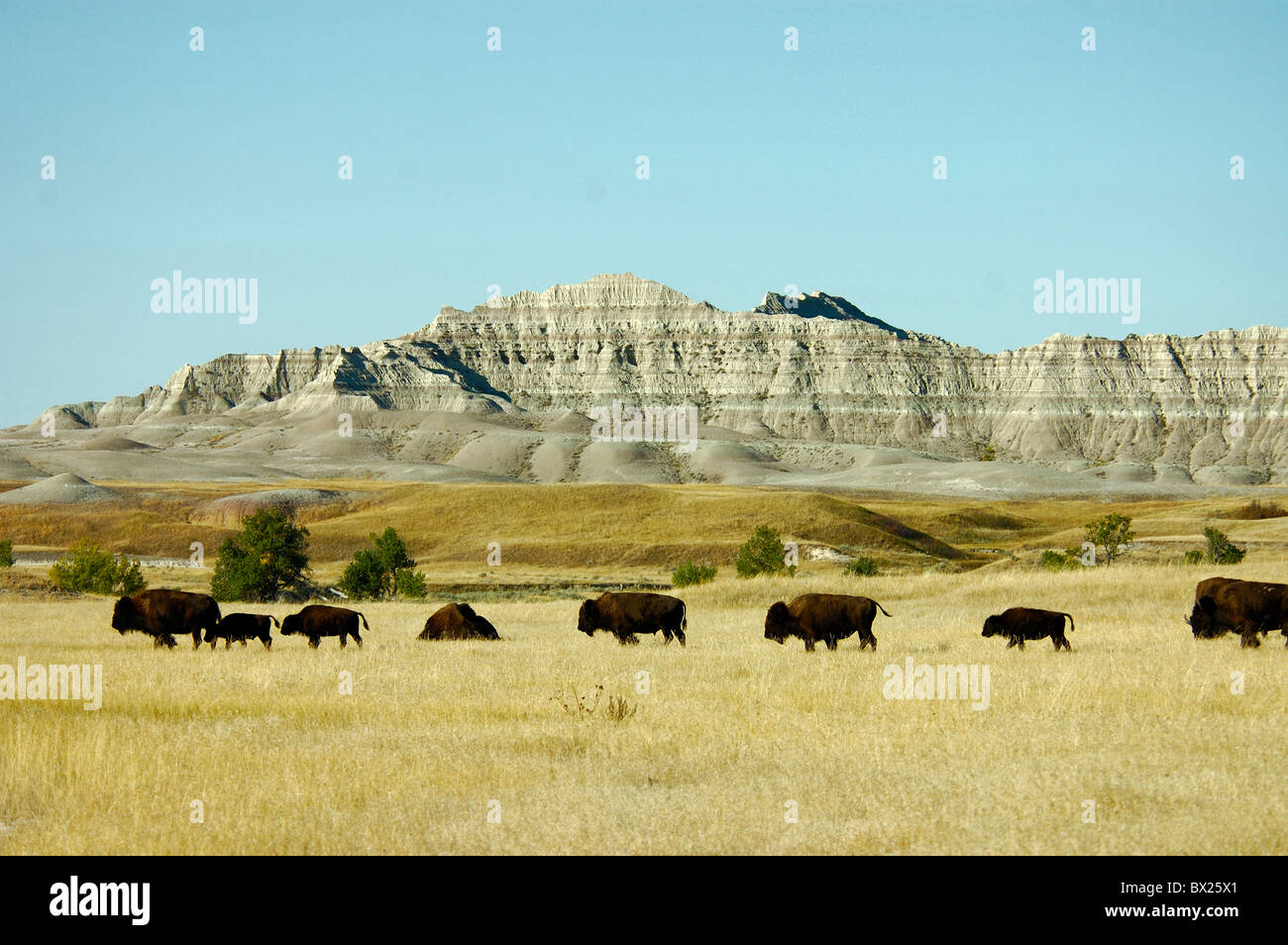 American bison bison bison herd scenery landscape prairie plains Sage ...