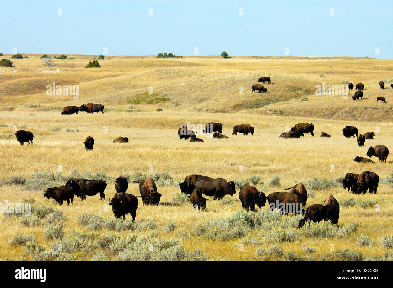 American bison bison bison herd scenery landscape prairie plains Sage ...