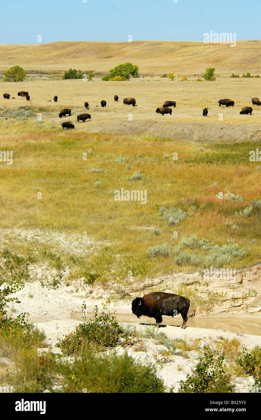 American bison bison bison herd scenery landscape prairie plains Sage ...