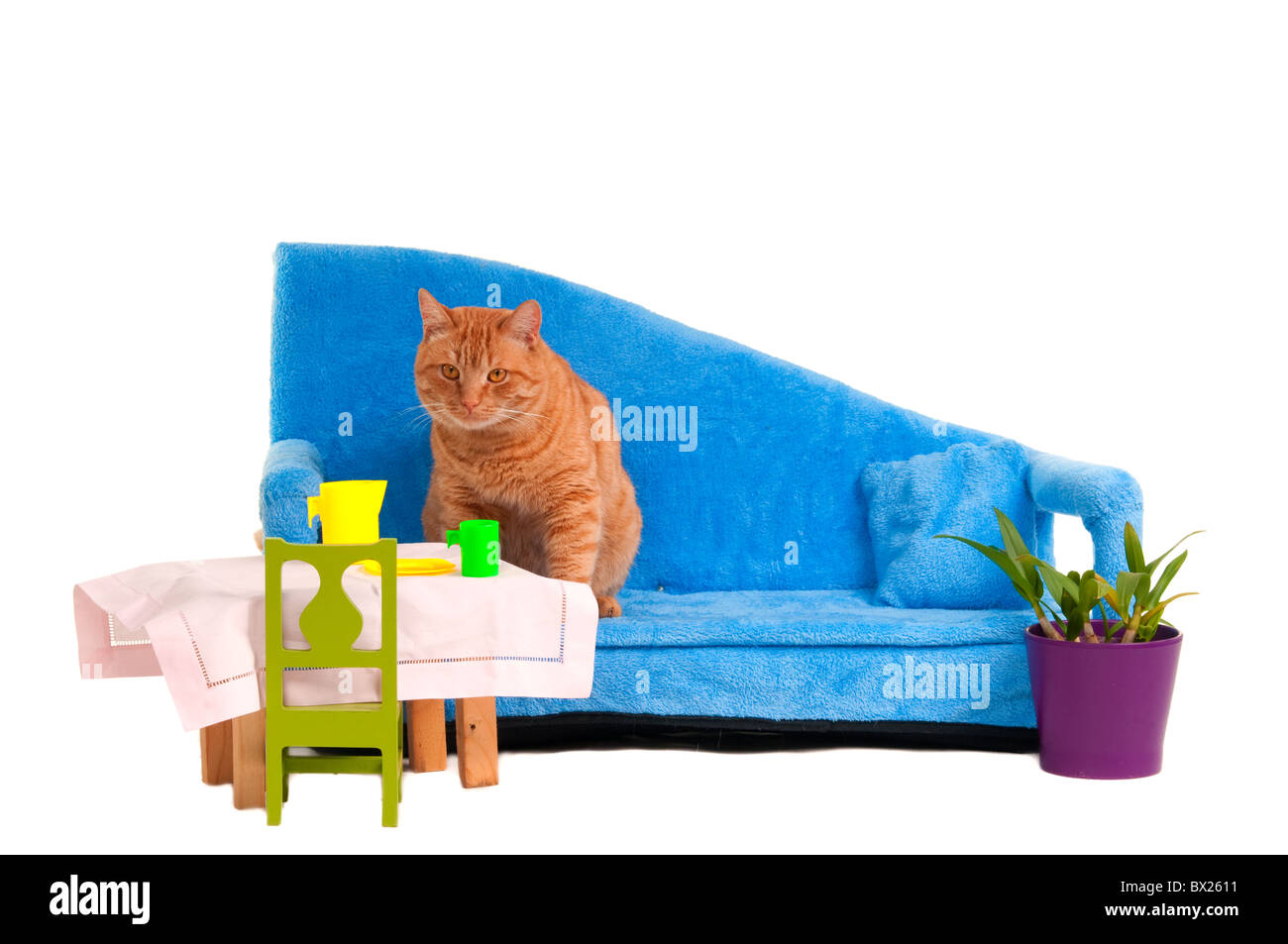 Cat is getting ready to have a meal Stock Photo - Alamy