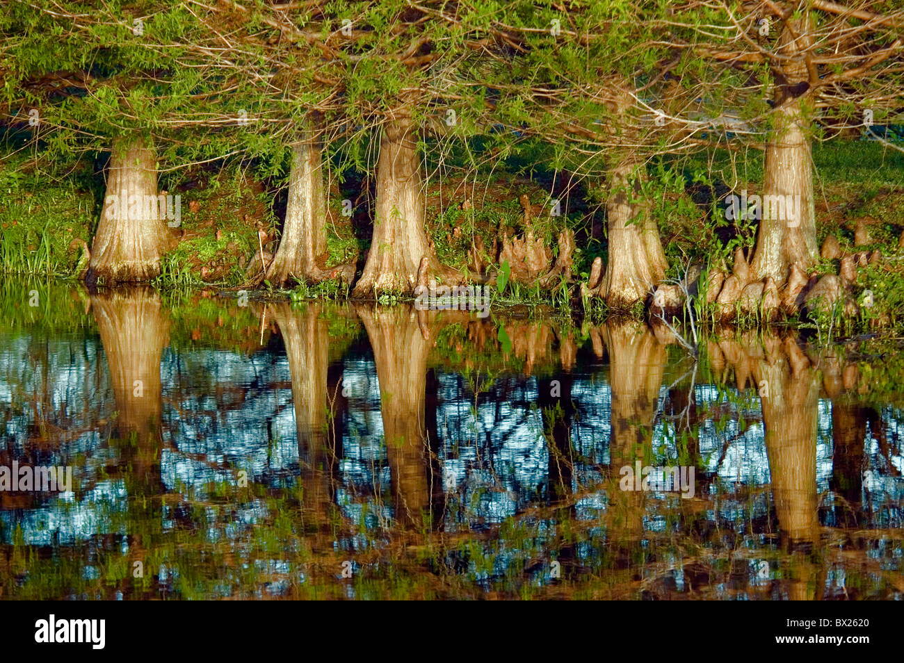 Marsh cypresses reflection water marsh trees scenery landscape ...