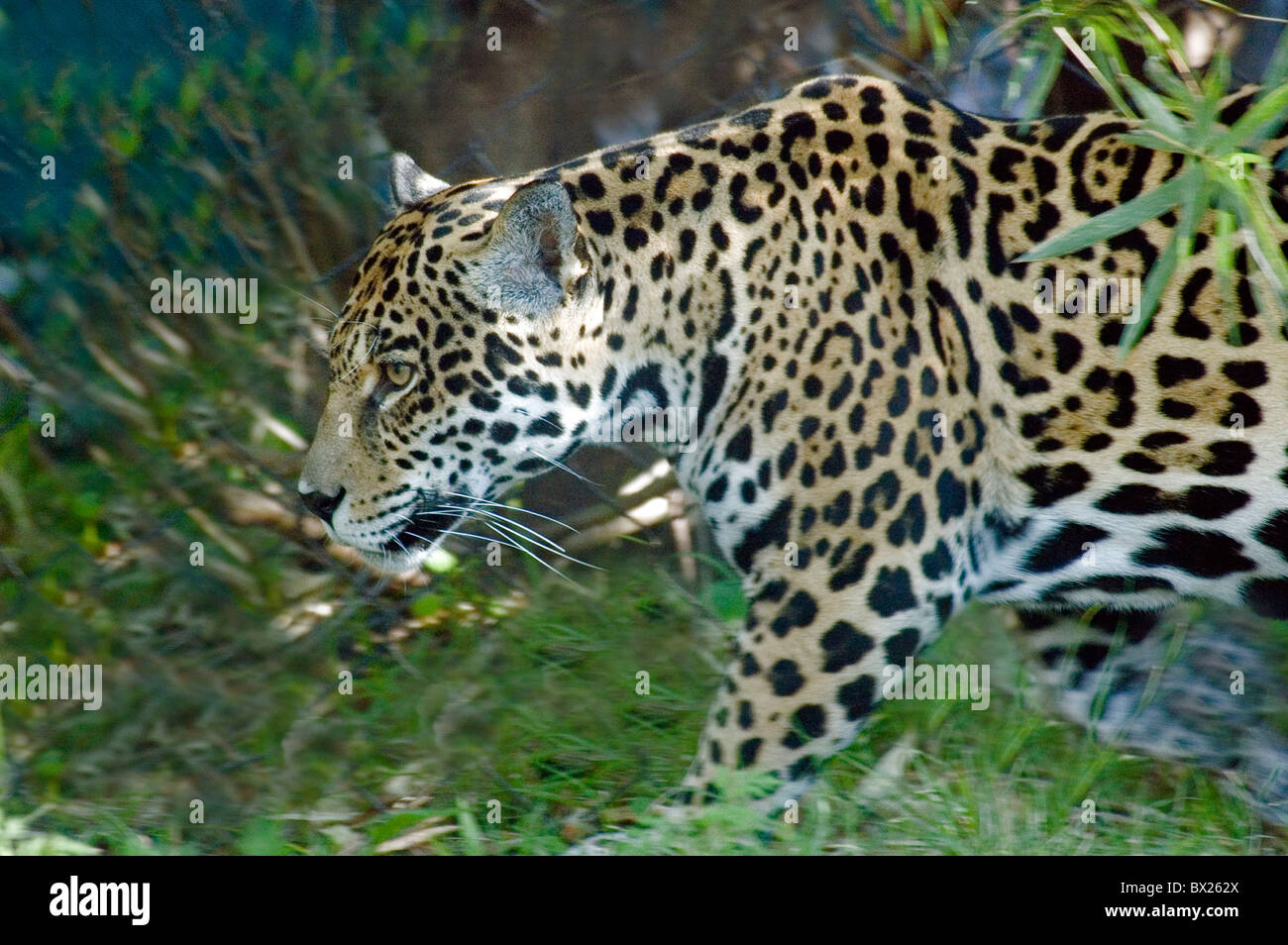 Jaguar Panthera onca animals animal Stock Photo - Alamy